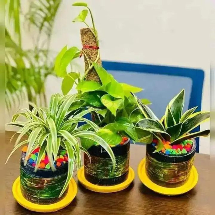 SuperSavers BD - Radium Stone (Pebbles – Glow In The Dark – 55g ...